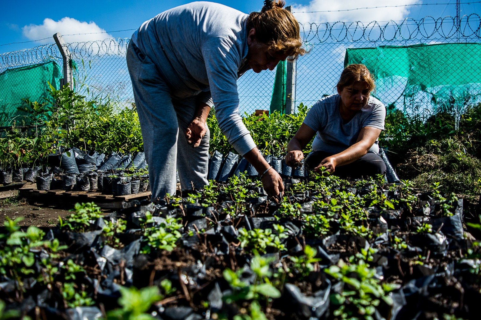 Viví la experiencia del Taller De Poda Consciente y Chipeado en Yerba ...